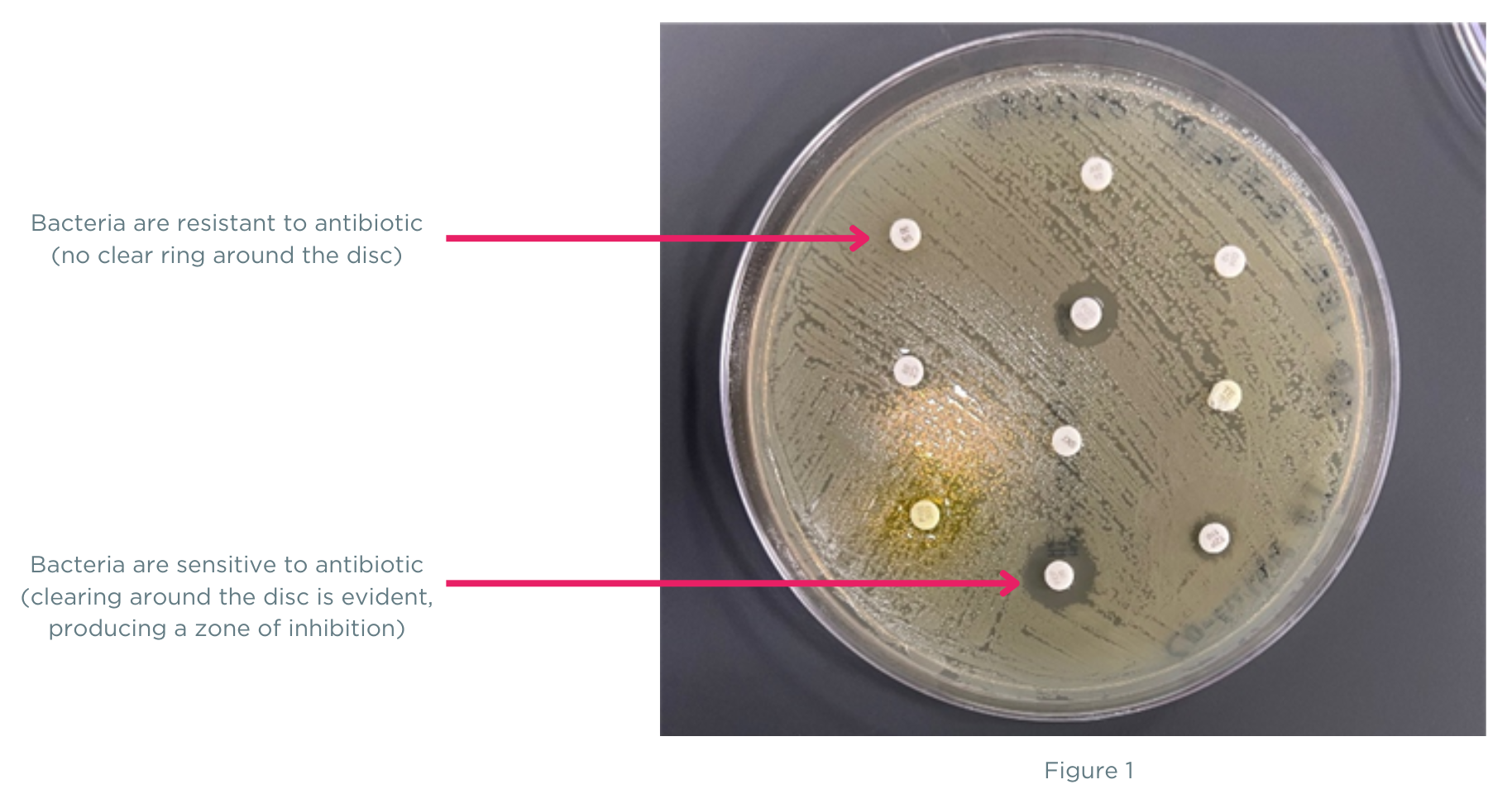 Sensitivity Testing Methods for Polymicrobial Infections are NOT ...